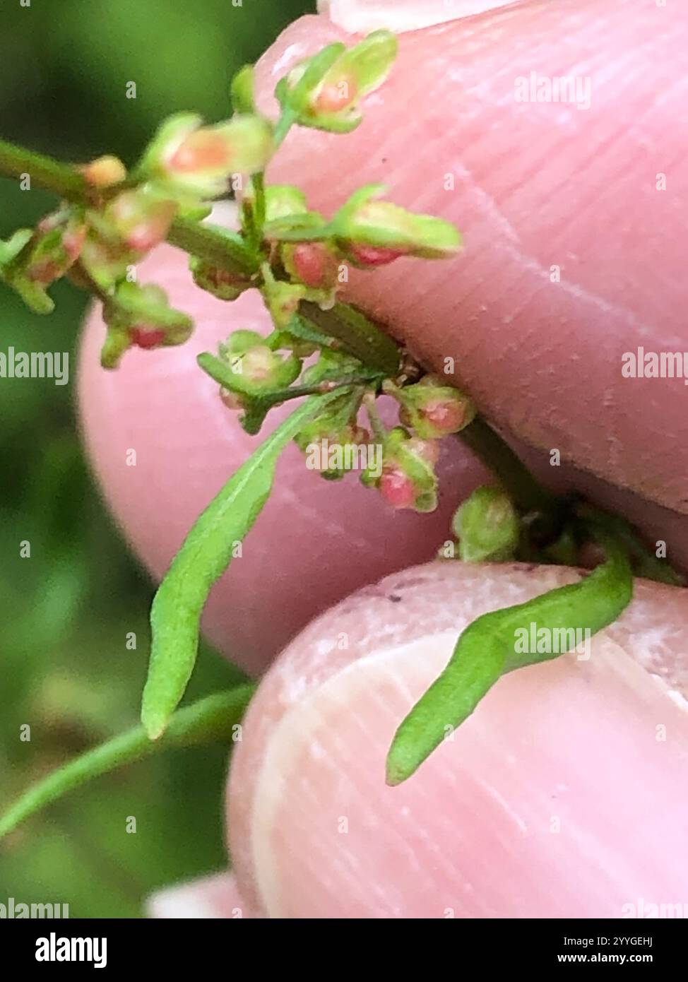 Clustered Dock (Rumex conglomeratus Stock Photo - Alamy