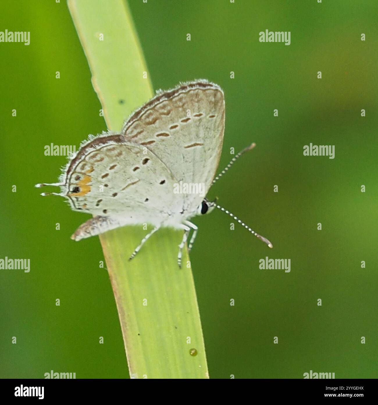 Eastern Tailed-Blue (Cupido comyntas Stock Photo - Alamy