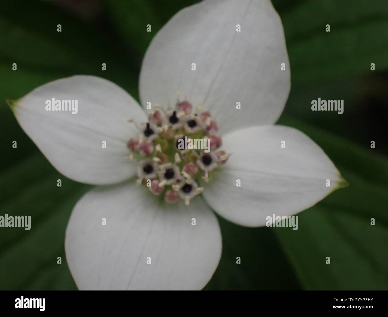 Western Bunchberry (Cornus unalaschkensis Stock Photo - Alamy