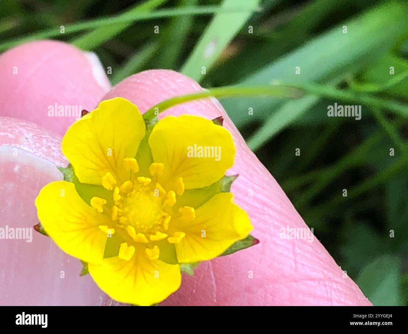 Creeping cinquefoil (Potentilla reptans Stock Photo - Alamy