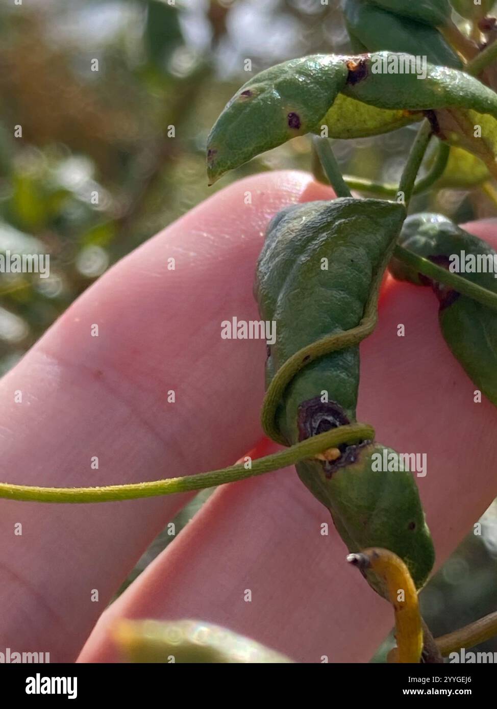 laurel dodder (Cassytha filiformis Stock Photo - Alamy