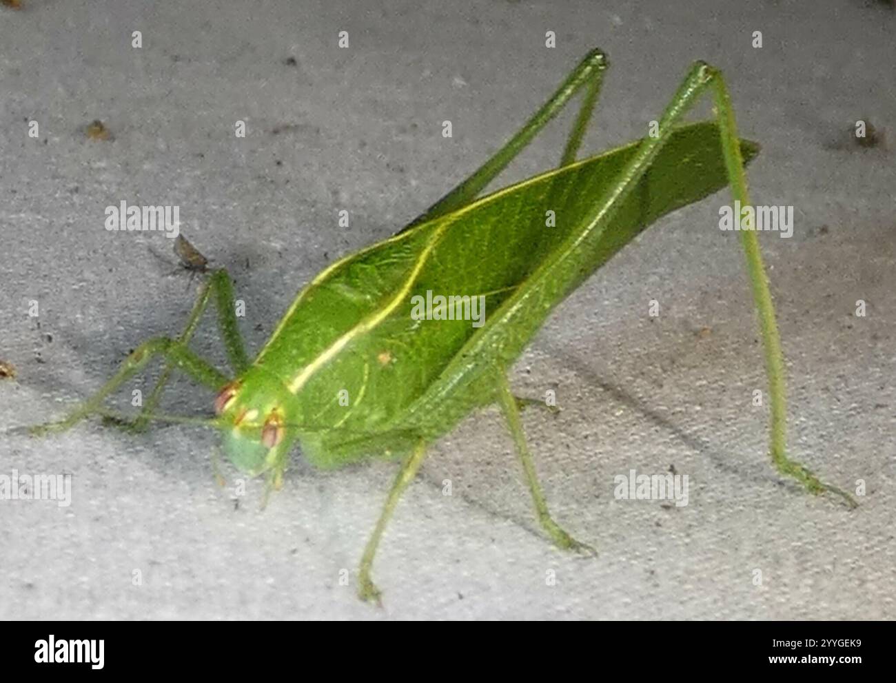 Modest Katydid (Montezumina modesta Stock Photo - Alamy