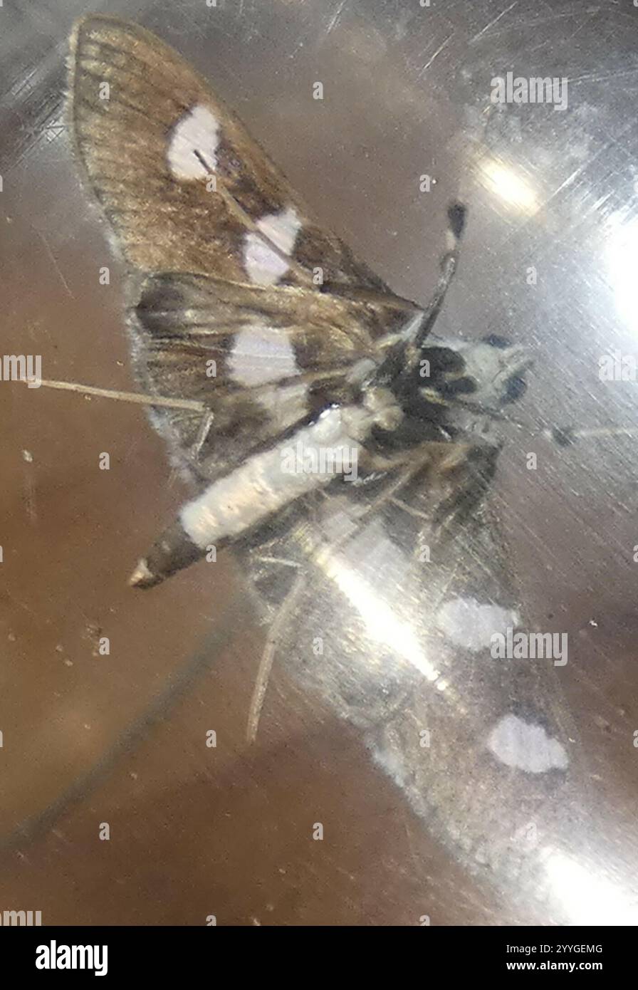 Grape Leaffolder Moth (Desmia funeralis Stock Photo - Alamy