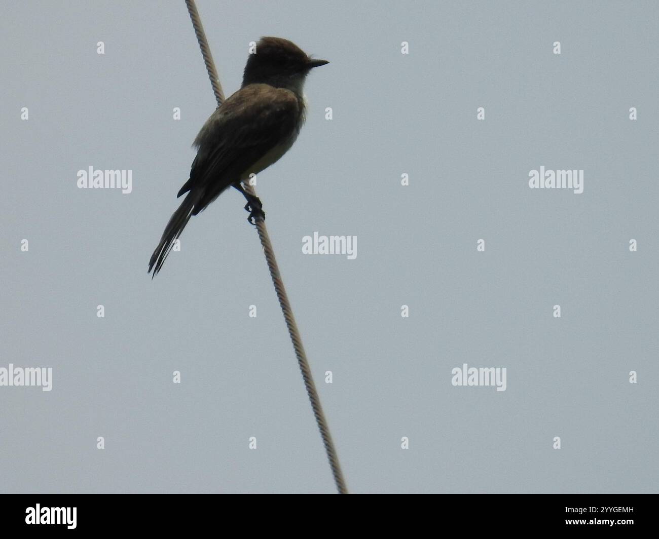 Eastern Phoebe (Sayornis phoebe Stock Photo - Alamy
