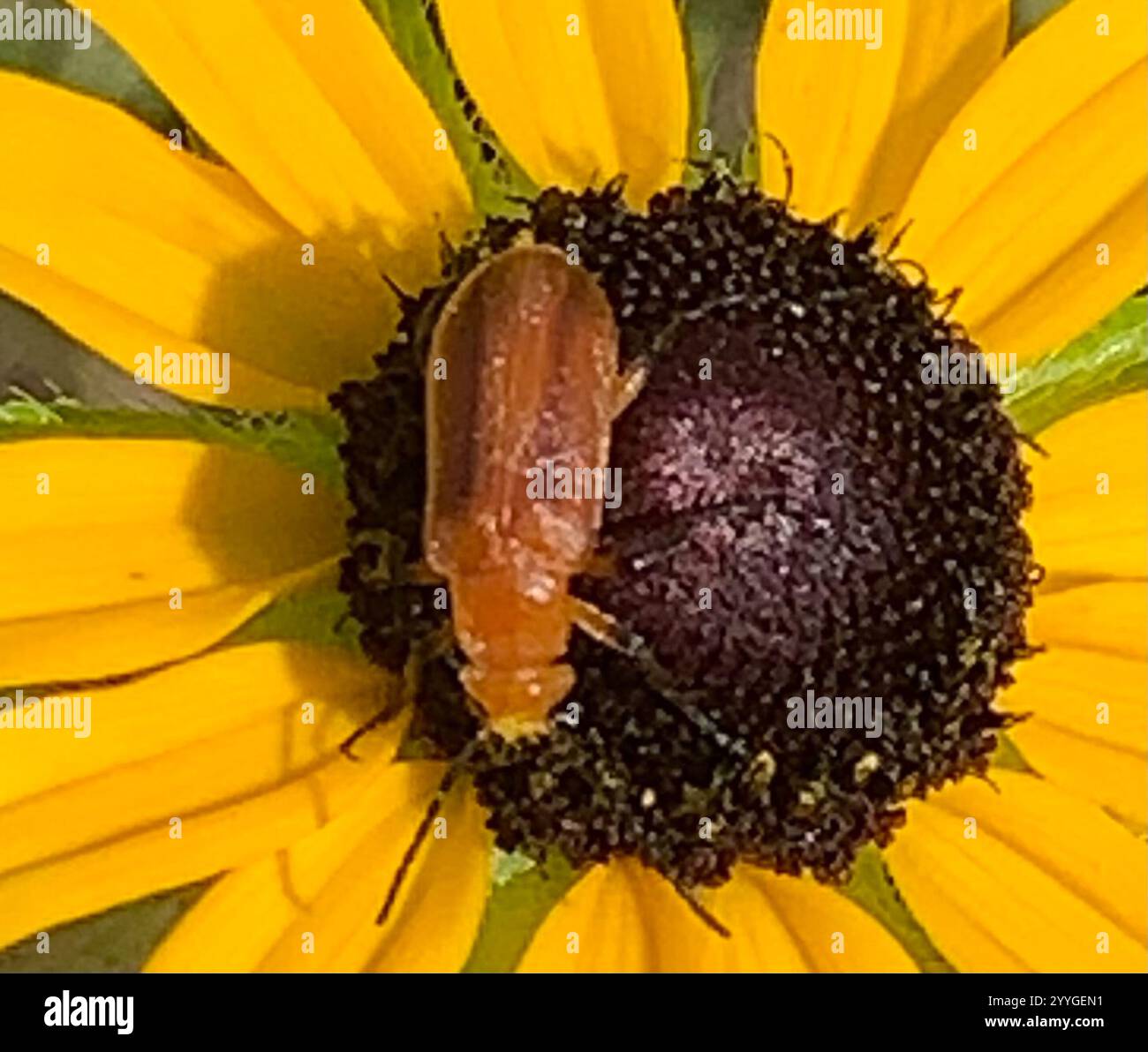 Zonitis hi-res stock photography and images - Alamy