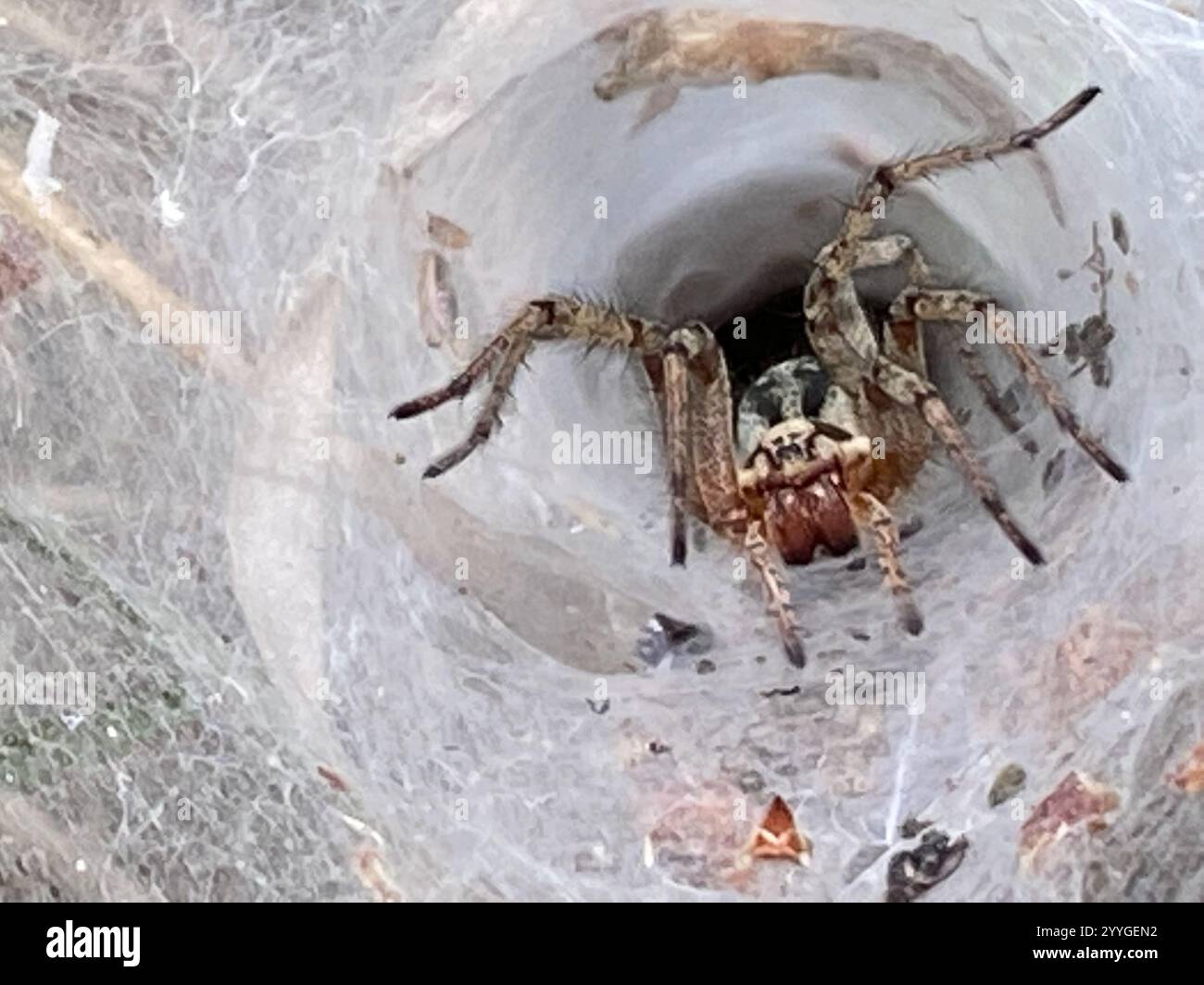 Labyrinth spider (Agelena labyrinthica Stock Photo - Alamy