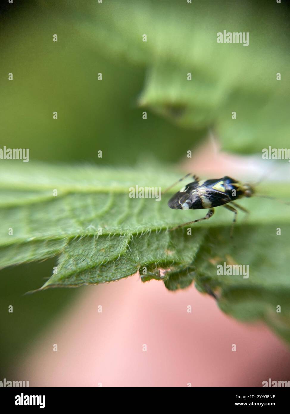 Three Spotted Nettle Bug (Liocoris tripustulatus Stock Photo - Alamy