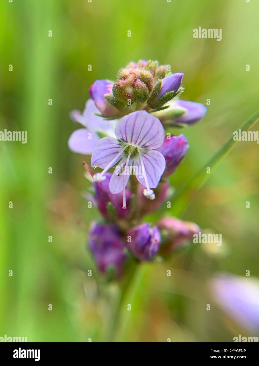 heath speedwell (Veronica officinalis Stock Photo - Alamy