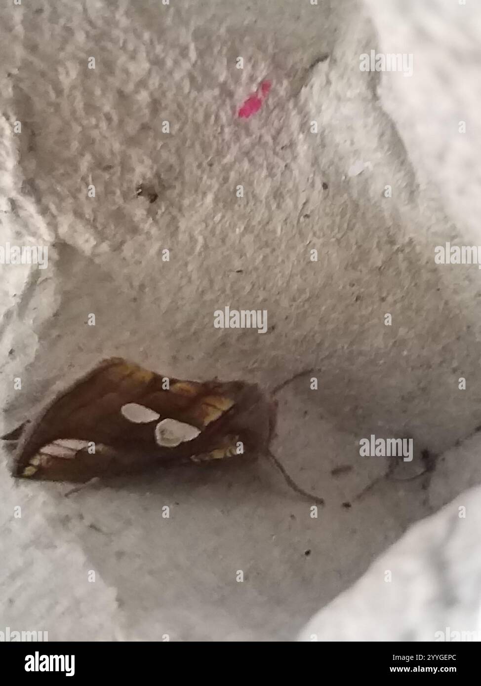 Gold Spot (Plusia festucae Stock Photo - Alamy