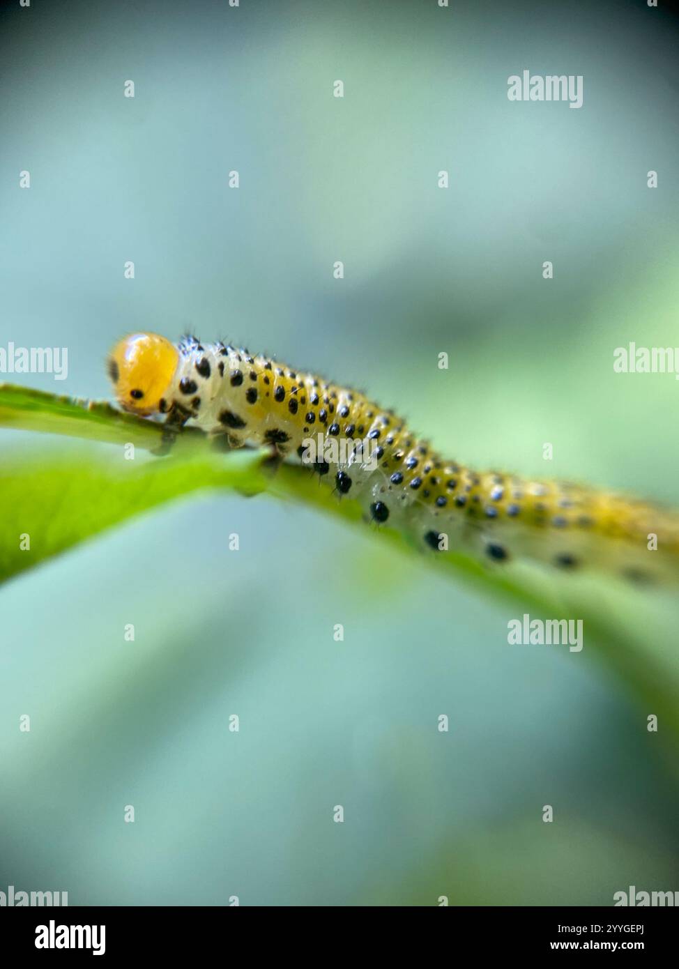 Large Rose Sawfly (Arge pagana Stock Photo - Alamy