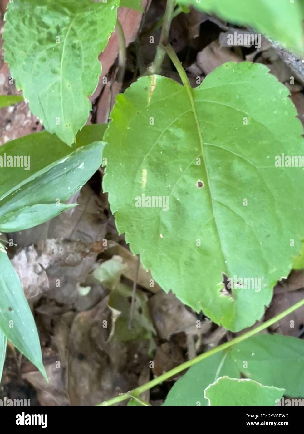 bouquet aster (Eurybia mirabilis Stock Photo - Alamy