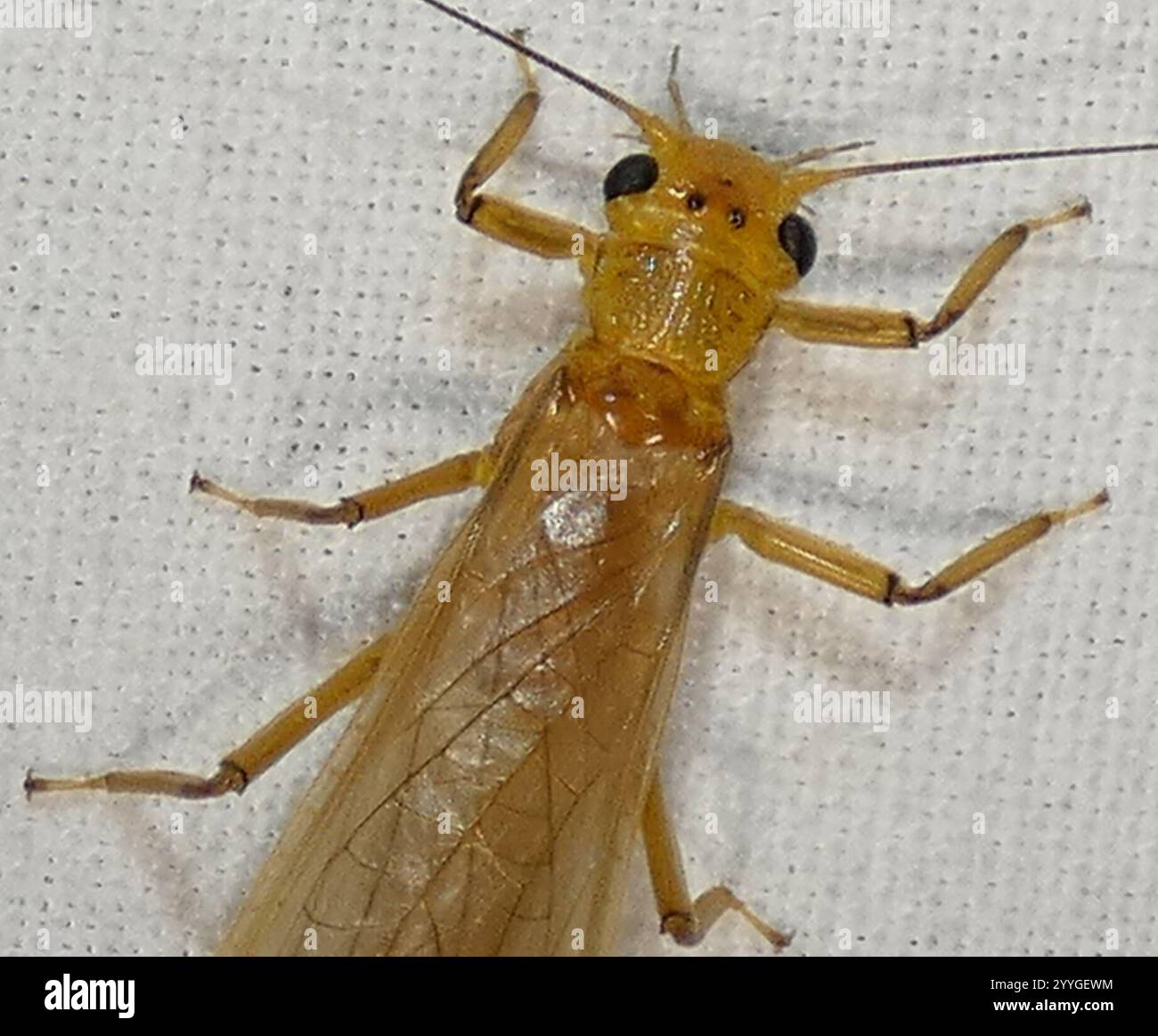 Common Stoneflies (Perlidae Stock Photo - Alamy