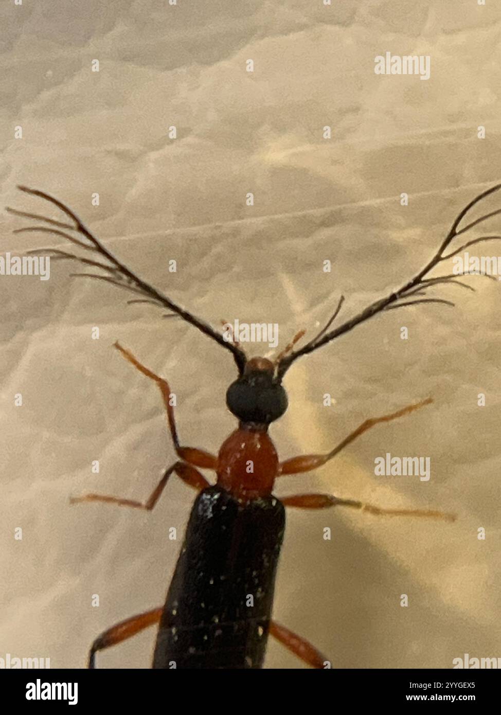 Canada Fire-colored Beetle (Dendroides canadensis Stock Photo - Alamy