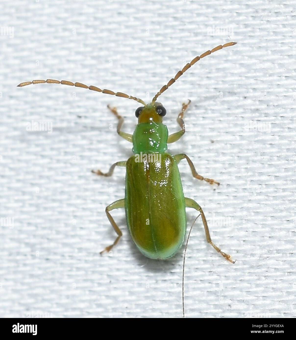 northern corn rootworm (Diabrotica barberi Stock Photo - Alamy