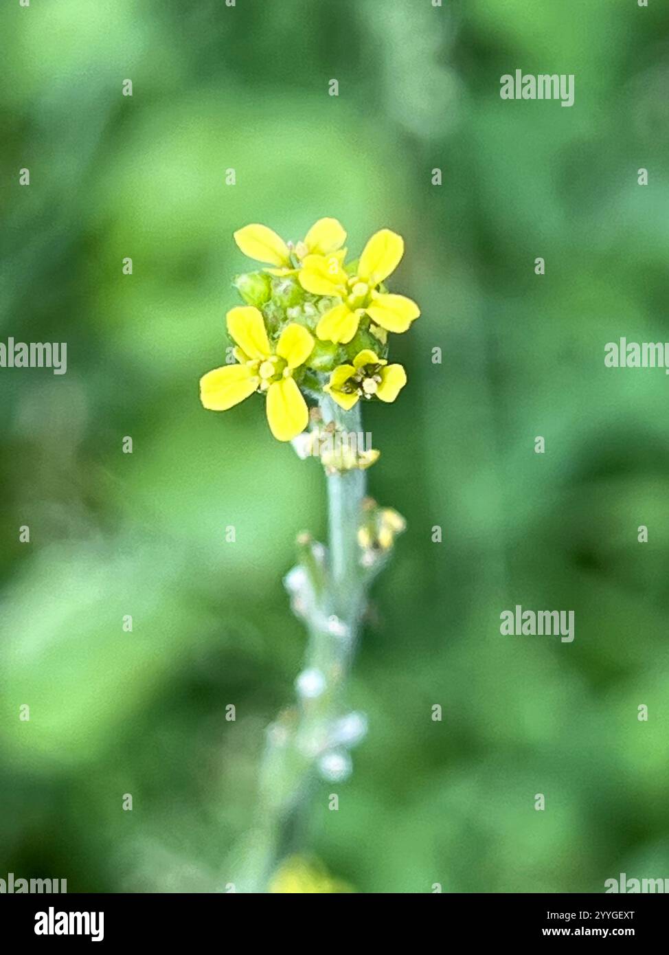 Hedge mustard (Sisymbrium officinale Stock Photo - Alamy