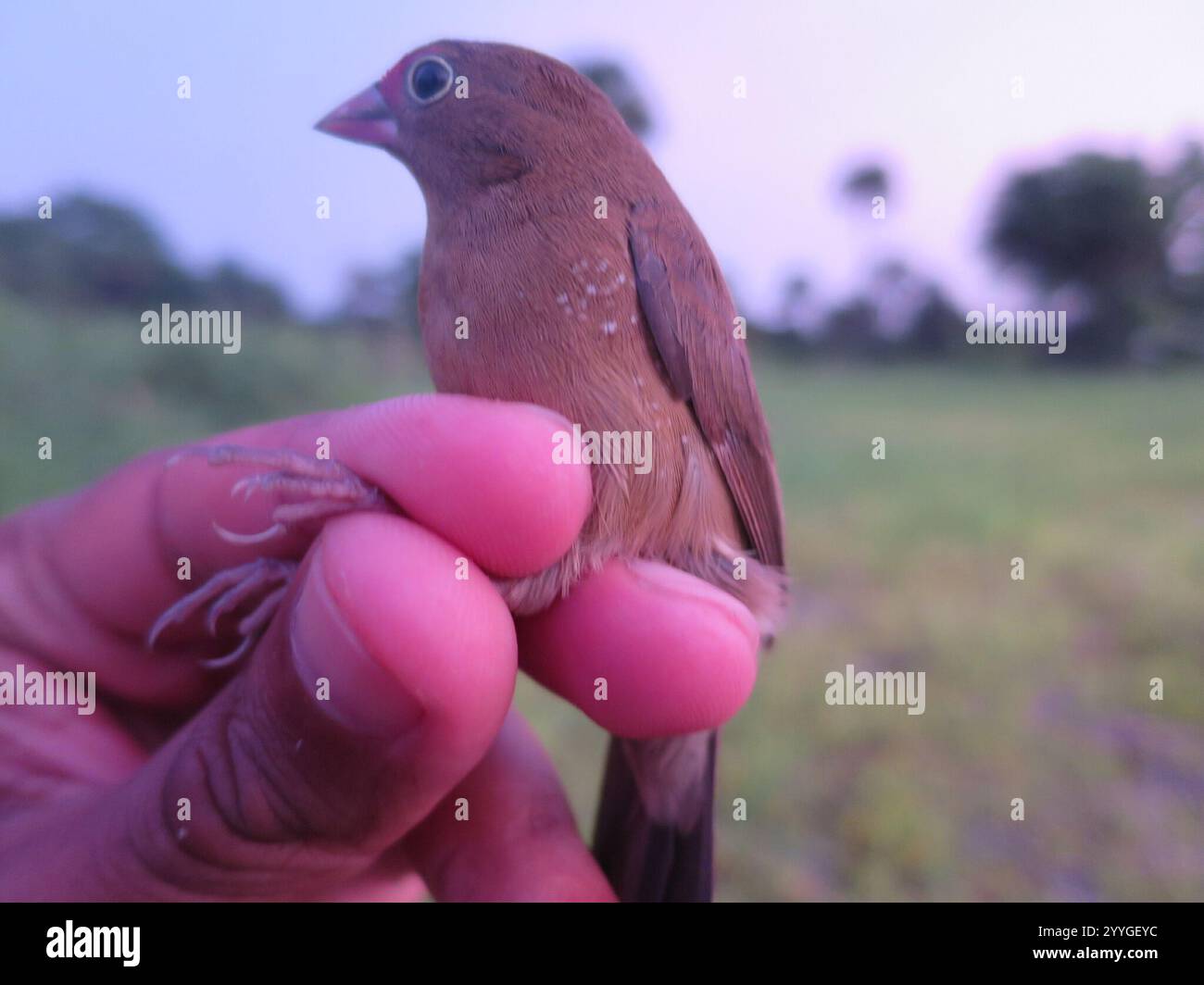 Red-billed Firefinch (Lagonosticta senegala Stock Photo - Alamy