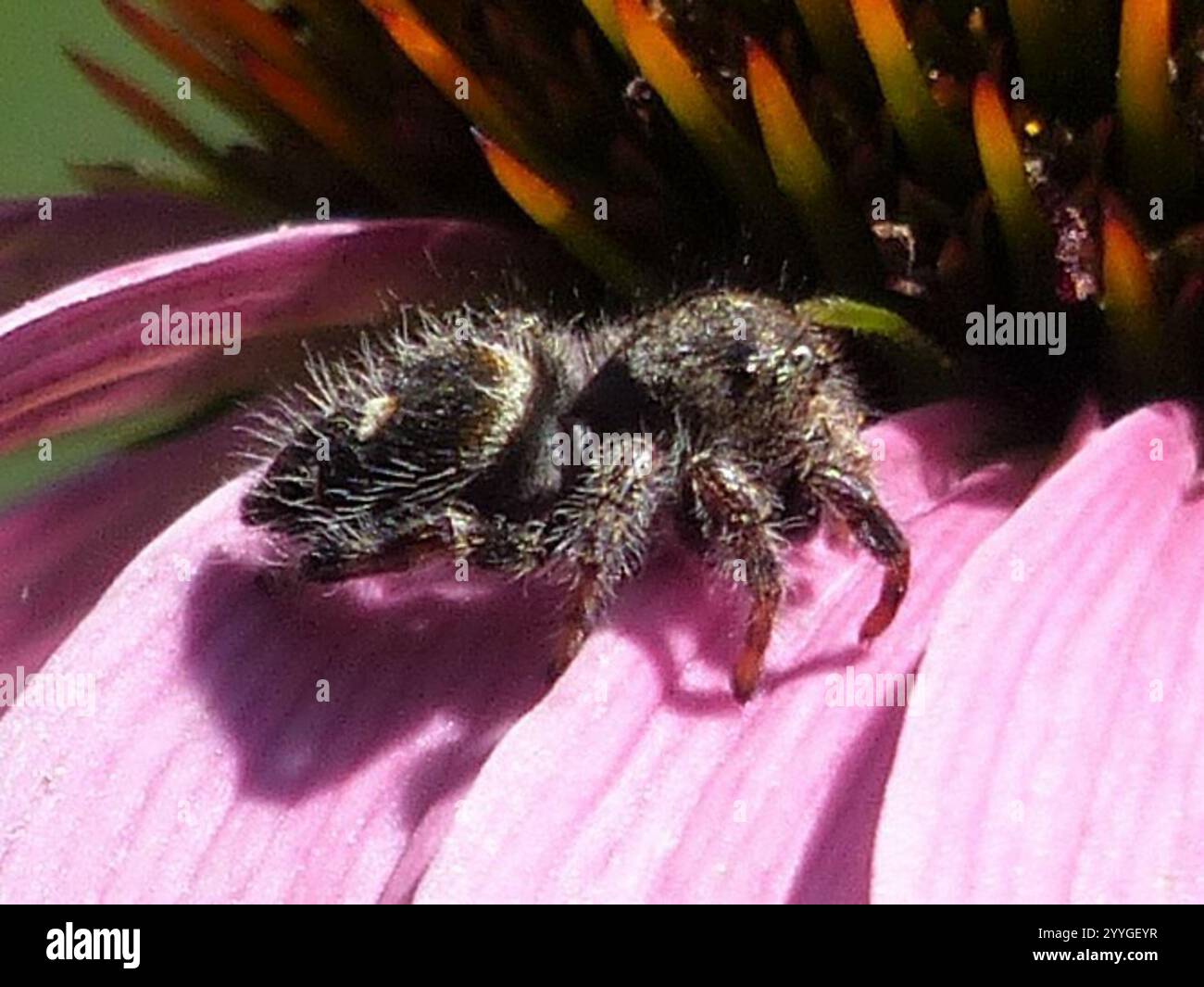 Bold Jumping Spider (Phidippus audax Stock Photo - Alamy