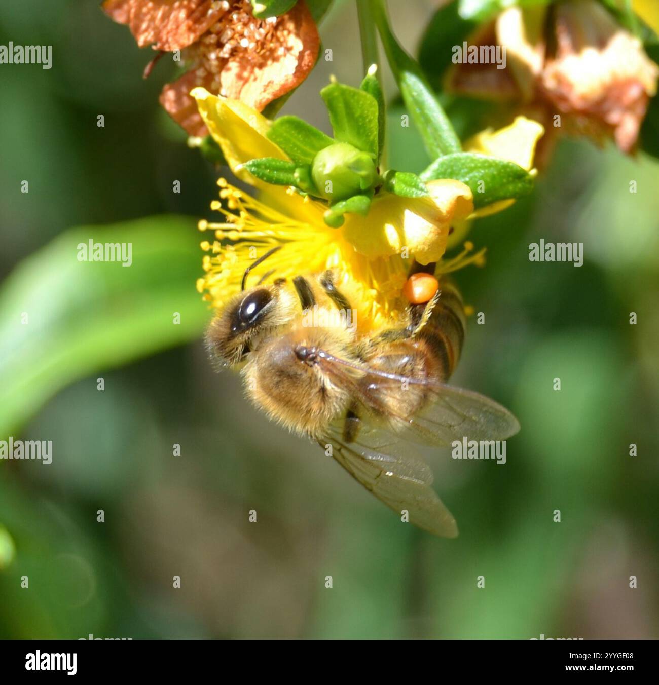 Western Honey Bee (Apis mellifera Stock Photo - Alamy