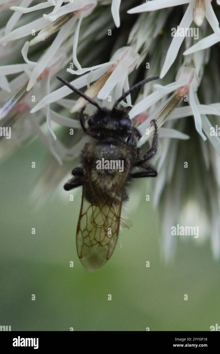 Mining Bees (Andrena Stock Photo - Alamy