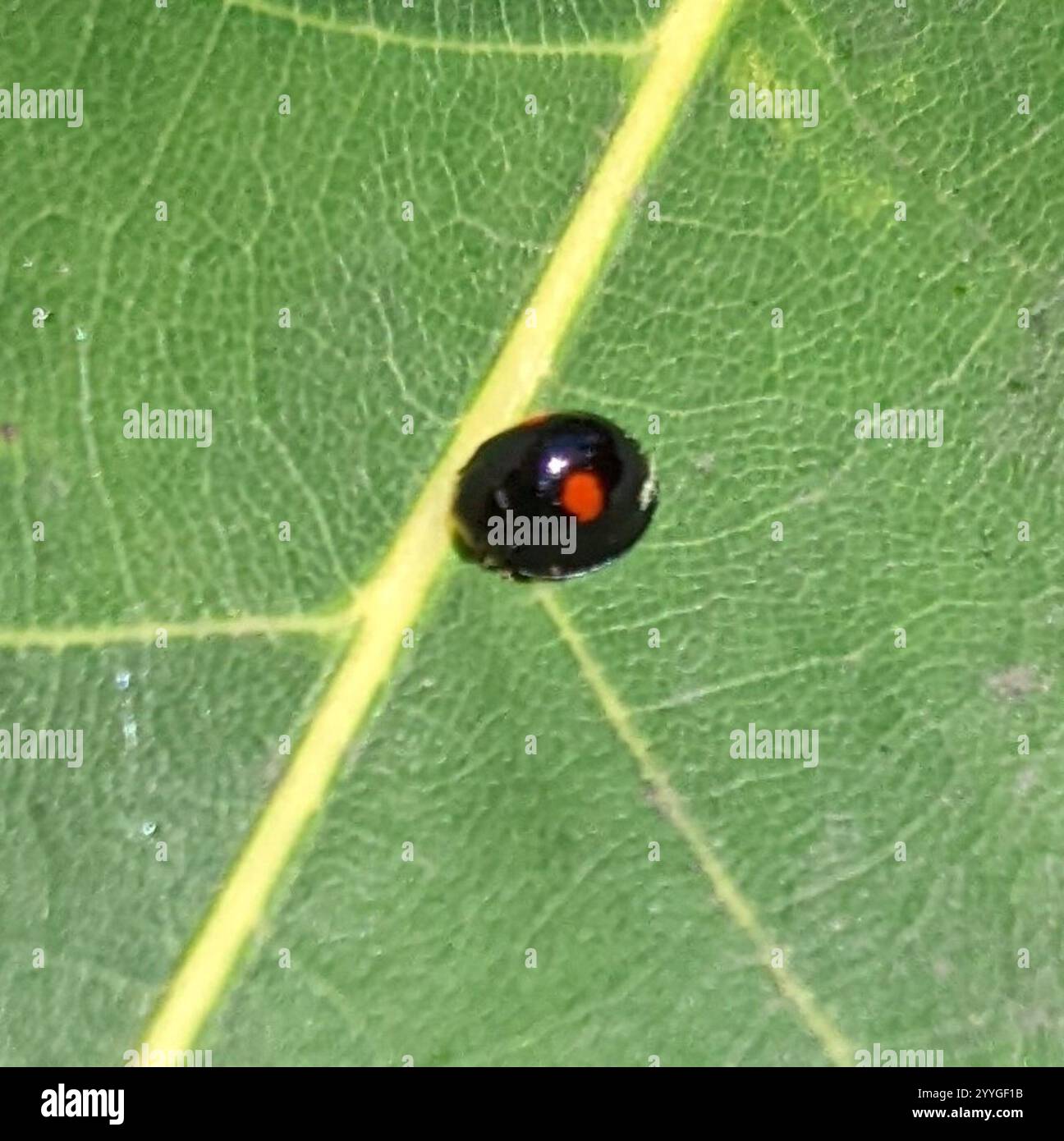 Twice-stabbed Lady Beetle (Chilocorus stigma Stock Photo - Alamy