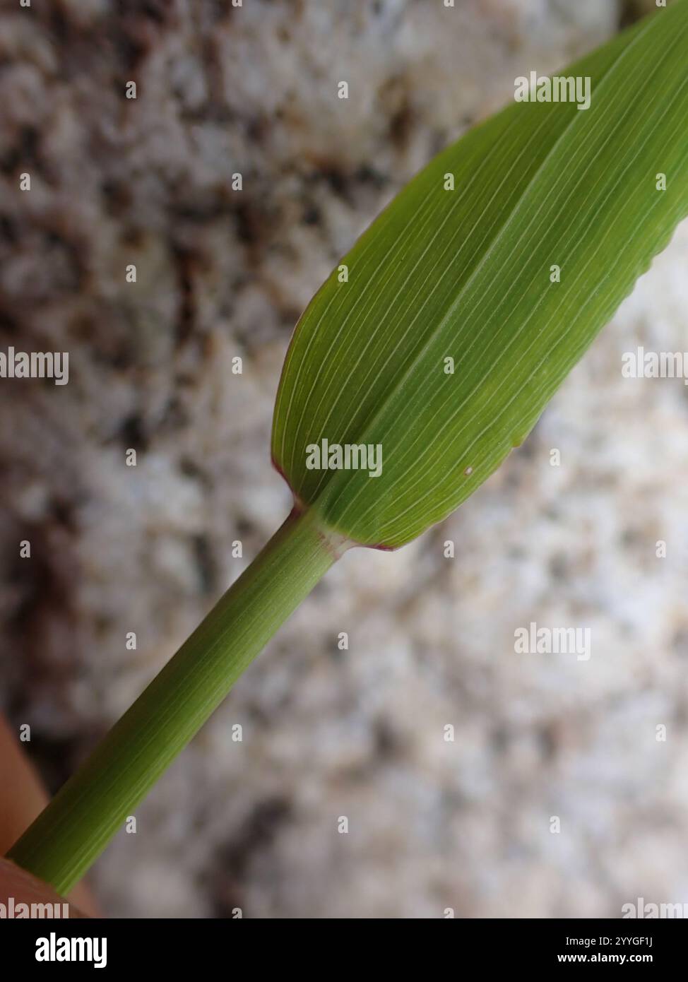 nodding trisetum (Graphephorum cernuum Stock Photo - Alamy