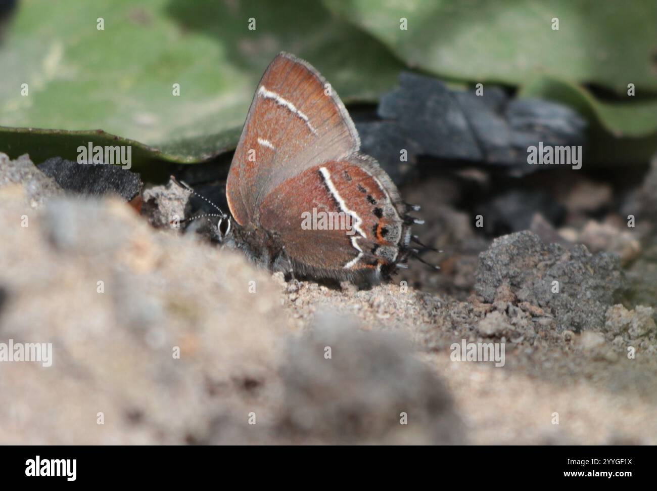 Callophrys spinetorum hi-res stock photography and images - Alamy