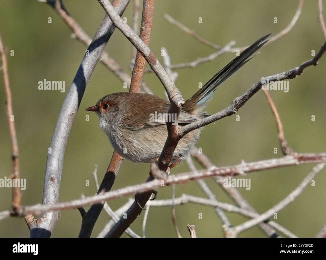 Superb Fairywren (Malurus cyaneus Stock Photo - Alamy