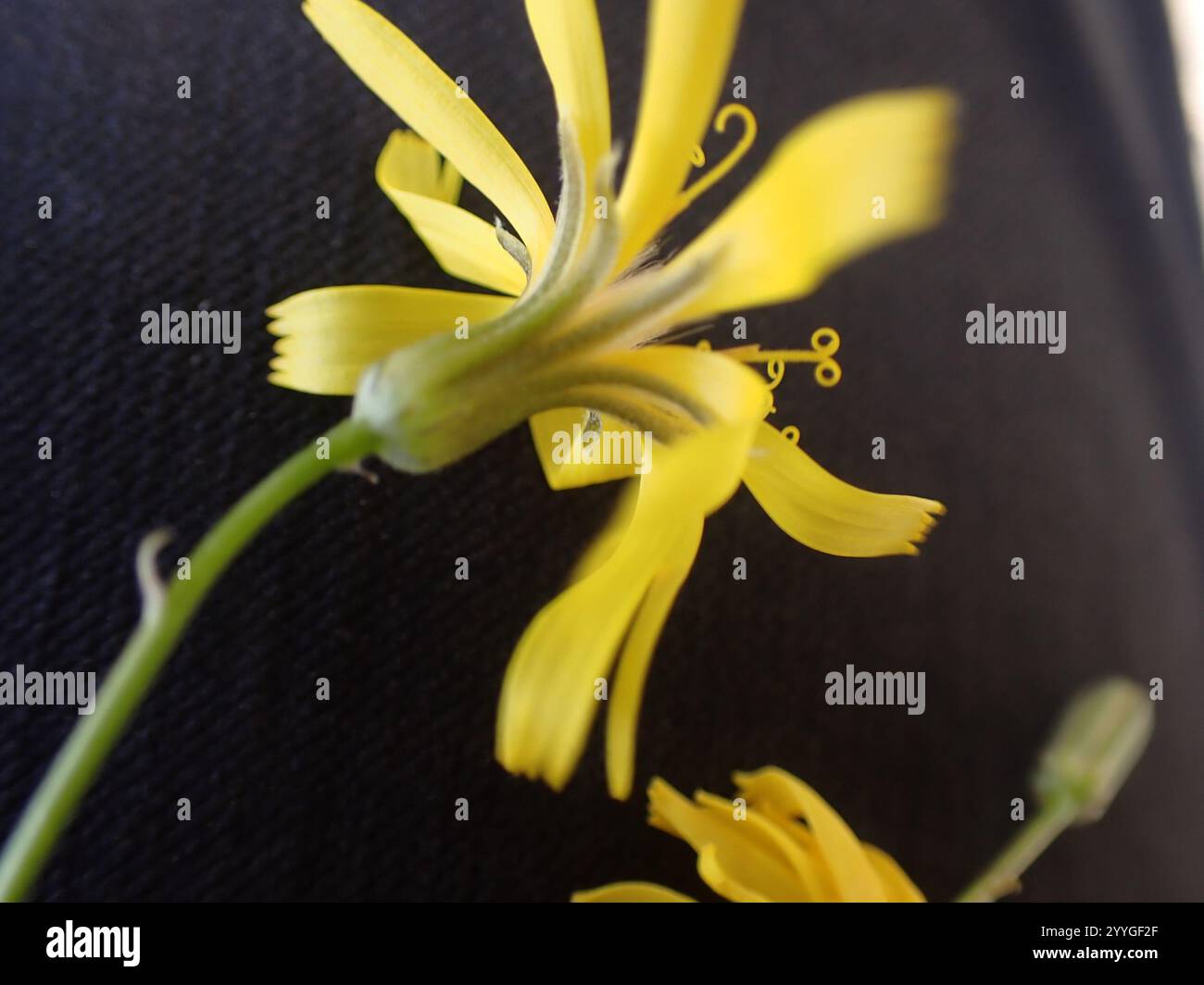 Slender Hawksbeard (Crepis atribarba Stock Photo - Alamy