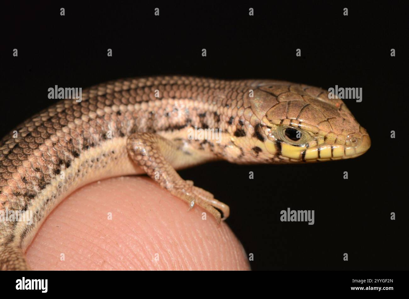 Western three-striped skink (Trachylepis occidentalis Stock Photo - Alamy
