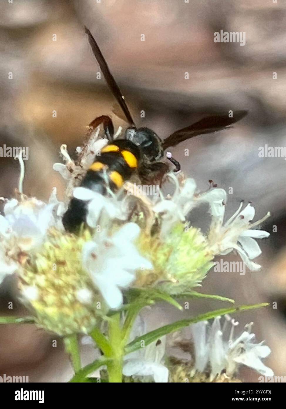 Noble Scoliid Wasp (Scolia nobilitata Stock Photo - Alamy