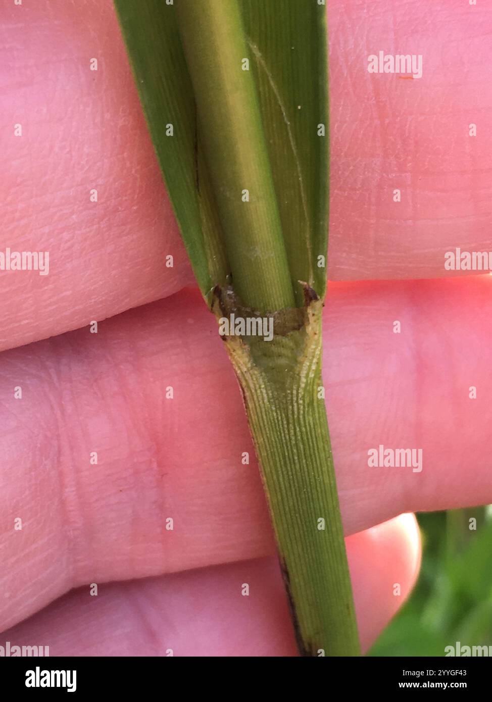 dark green bulrush (Scirpus atrovirens Stock Photo - Alamy