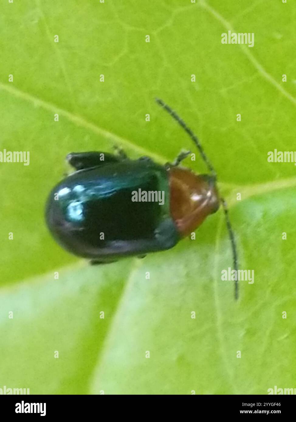 Flea Beetles (Alticini Stock Photo - Alamy