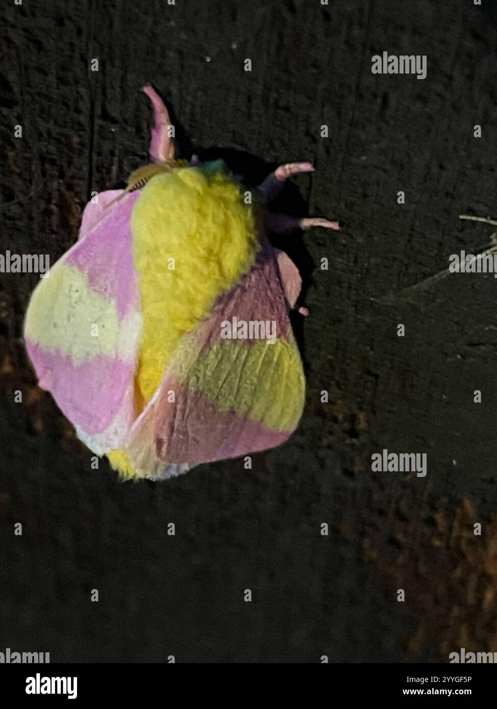 Rosy maple moth hi-res stock photography and images - Alamy