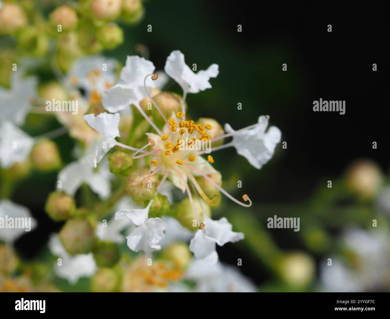 Subcostate Crape Myrtle (Lagerstroemia subcostata Stock Photo - Alamy