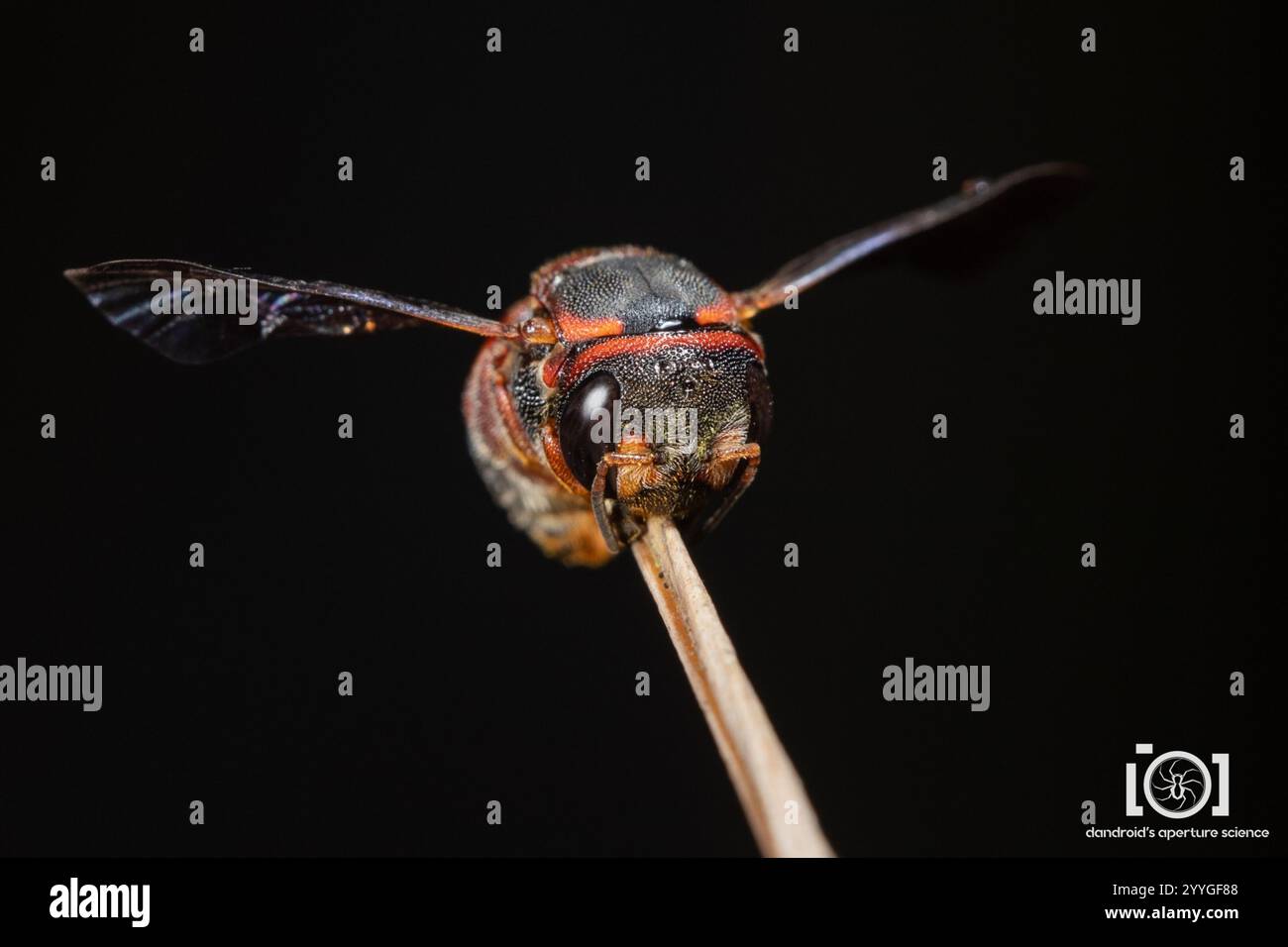 Perplexing Rotund-Resin bee (Anthidiellum perplexum Stock Photo - Alamy