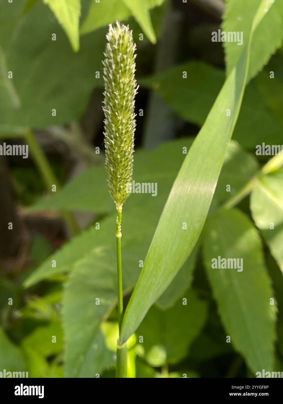 Creeping foxtail hi-res stock photography and images - Alamy