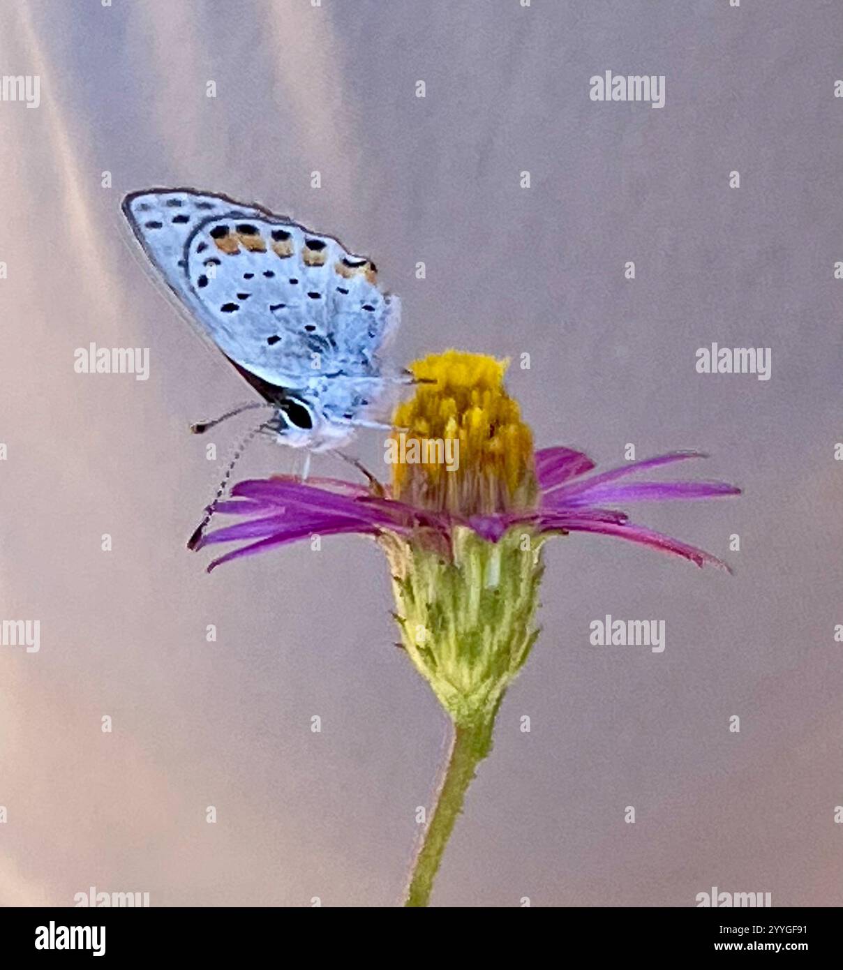 Acmon Blue (Icaricia acmon Stock Photo - Alamy