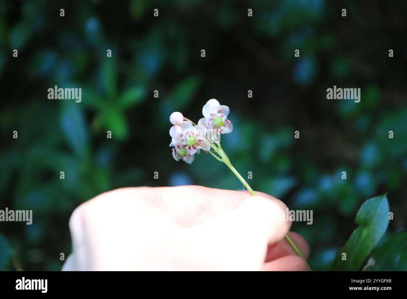 pipsissewa (Chimaphila umbellata Stock Photo - Alamy