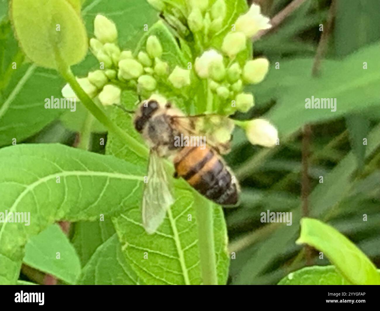 Western Honey Bee (Apis mellifera Stock Photo - Alamy