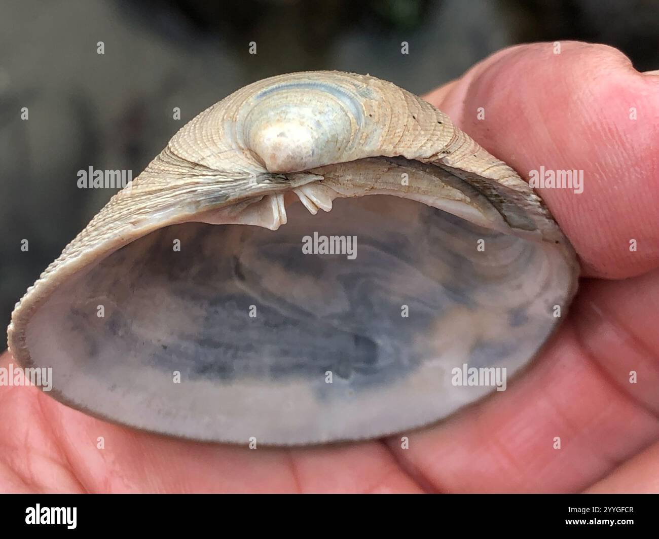Pacific Littleneck Clam (Leukoma staminea Stock Photo - Alamy