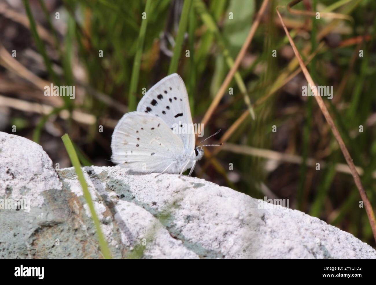 Blue Copper (Tharsalea heteronea Stock Photo - Alamy