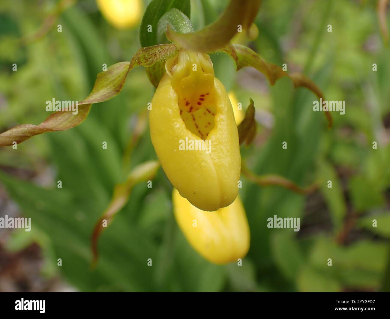 large yellow lady's-slipper (Cypripedium parviflorum pubescens Stock ...