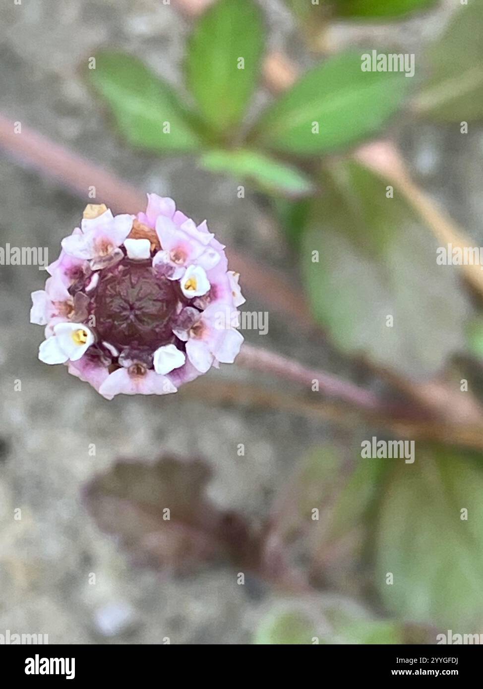 turkey tangle frogfruit (Phyla nodiflora Stock Photo - Alamy