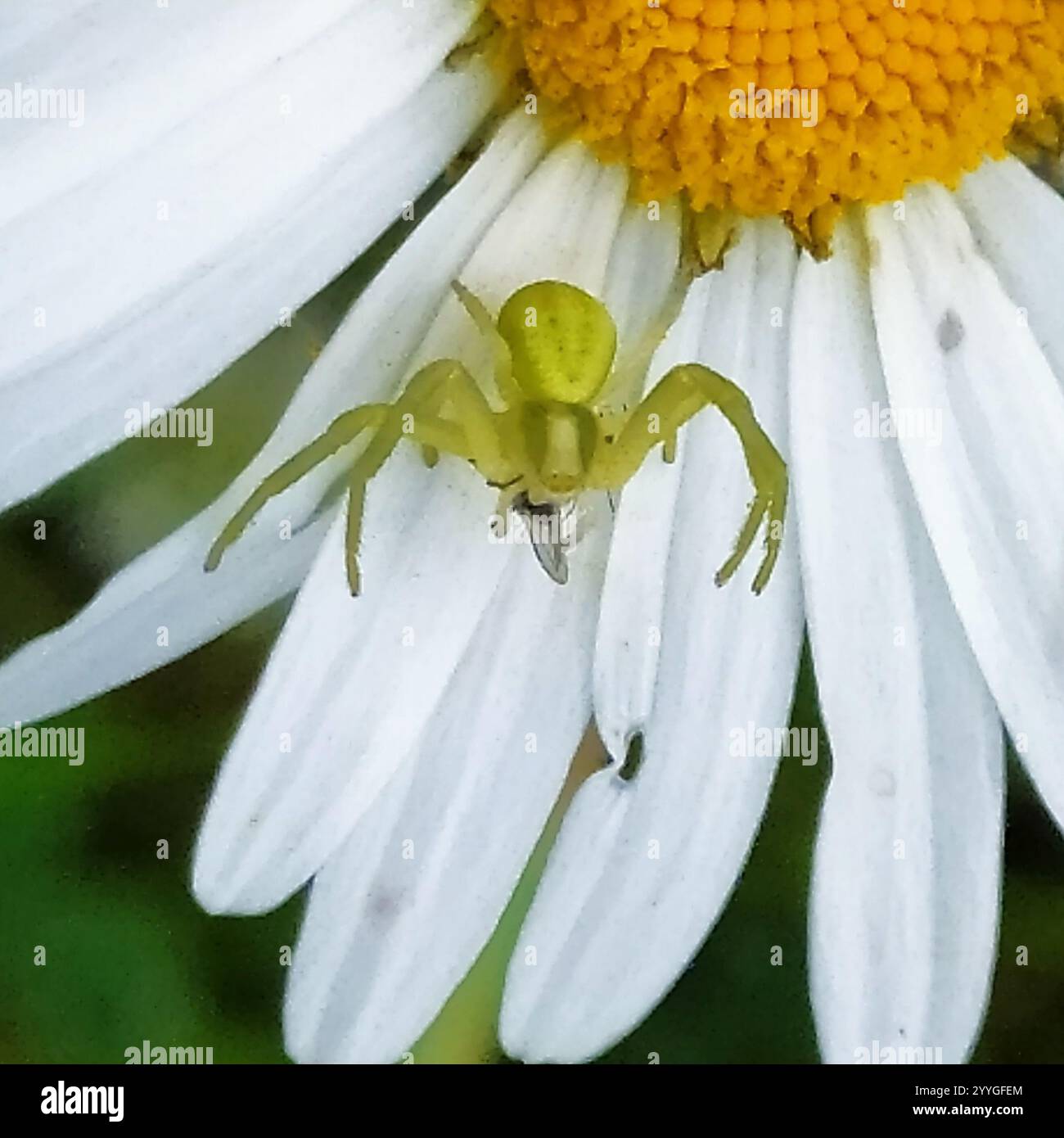 Goldenrod Crab Spider (Misumena vatia Stock Photo - Alamy