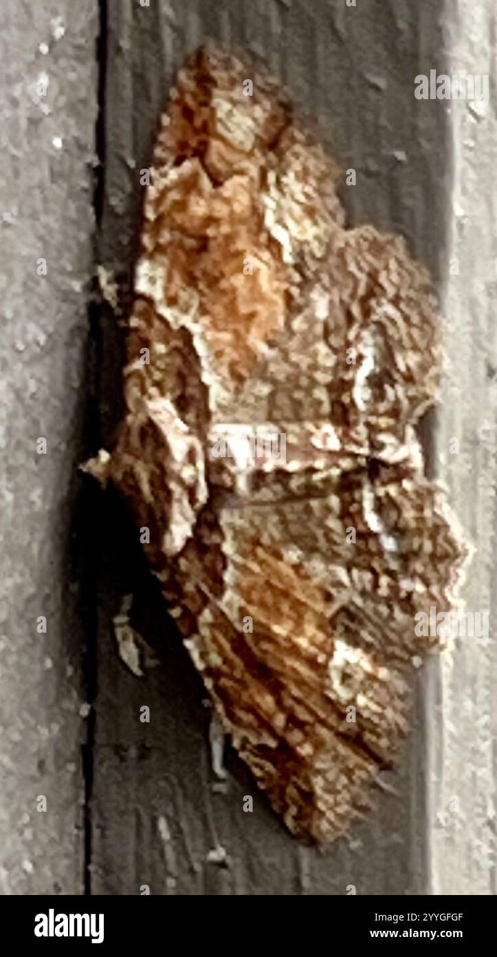 Colorful Zale Moth (Zale minerea Stock Photo - Alamy