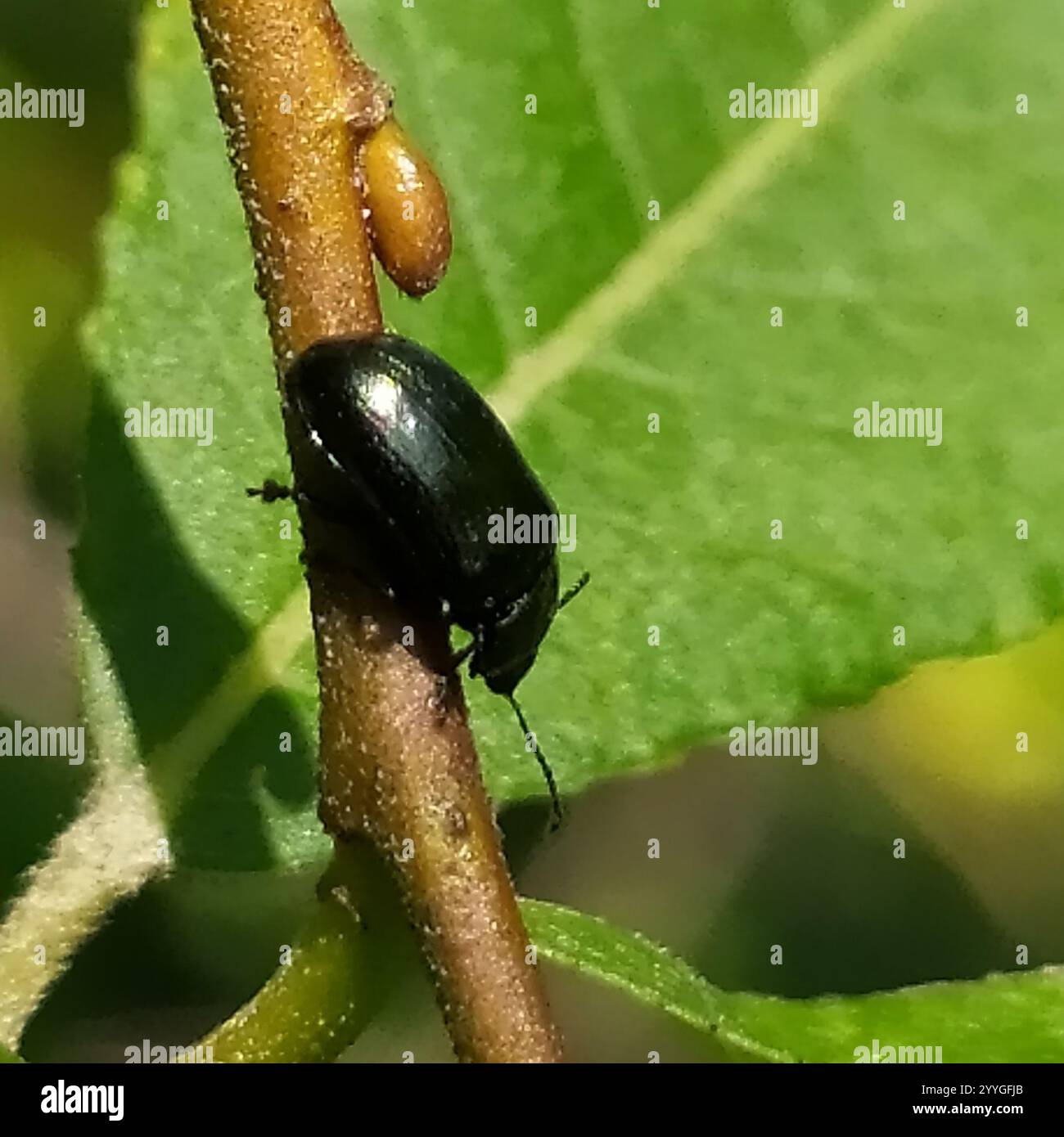 Leaf Beetles (Chrysomelidae Stock Photo - Alamy