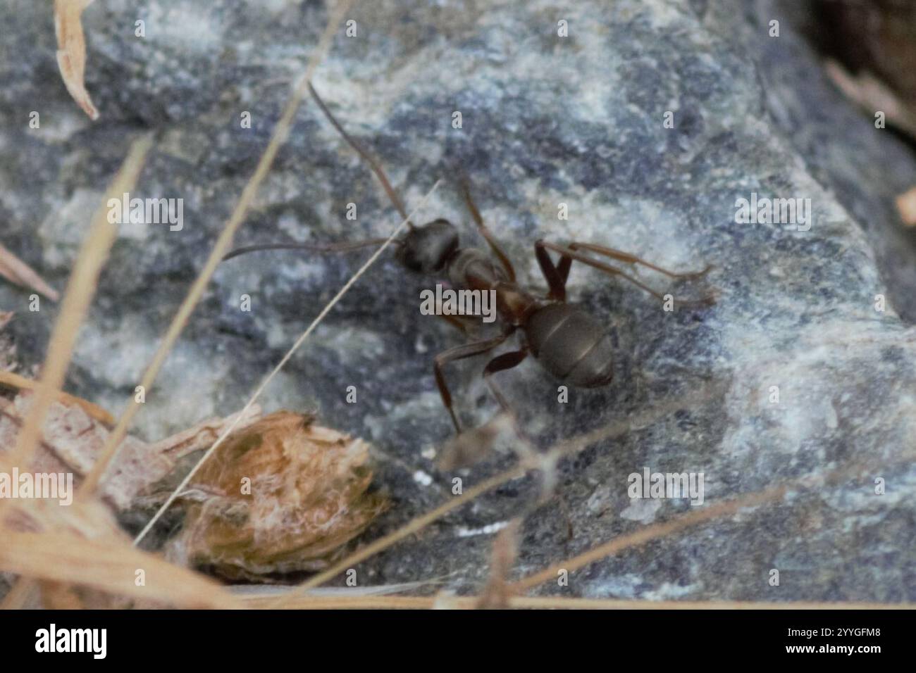 rufibarbis-group Wood Ants (Formica rufibarbis Stock Photo - Alamy