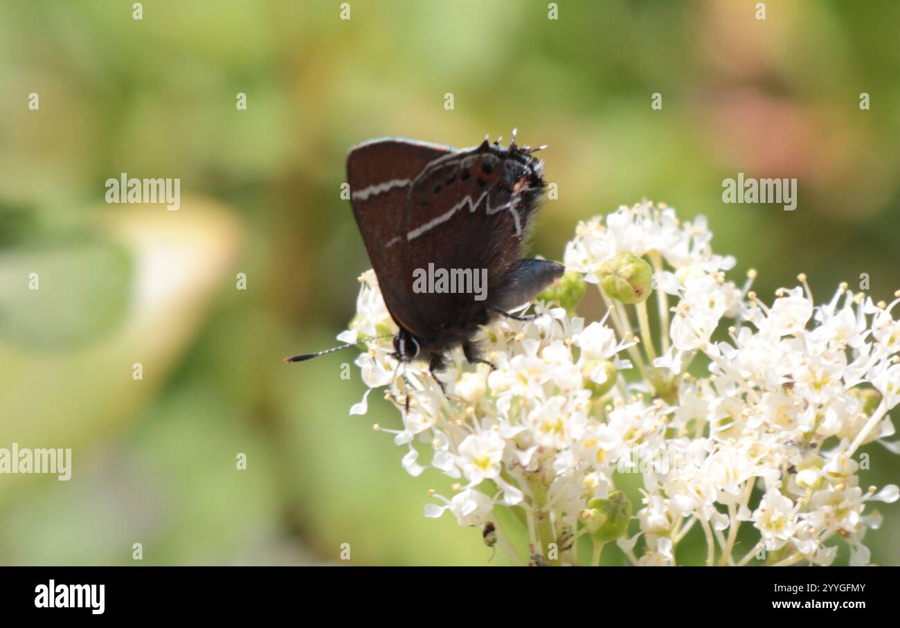 Callophrys spinetorum hi-res stock photography and images - Alamy