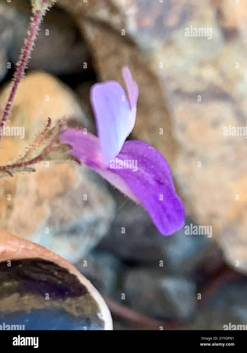 narrowleaf blue-eyed Mary (Collinsia linearis Stock Photo - Alamy