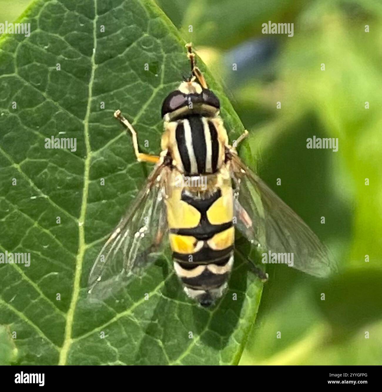 Trivittate Marsh Fly (Helophilus trivittatus Stock Photo - Alamy